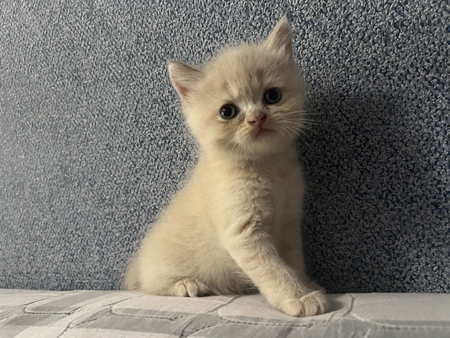 Продаются котята