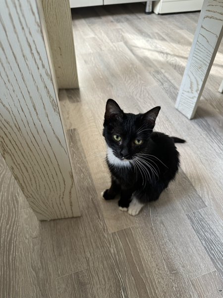 Котенок ищет добрую хозяйку