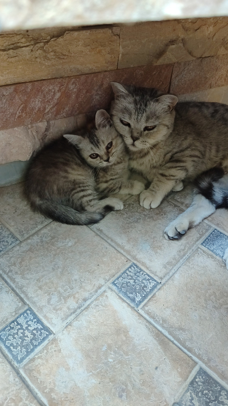 Срочно продаётся Котёнок 2 месяц.