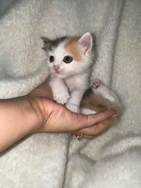 Продаю котят, Скоттиш Страйт