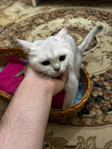 Шиншилла Шотландский