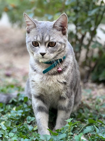 Пропал Кот