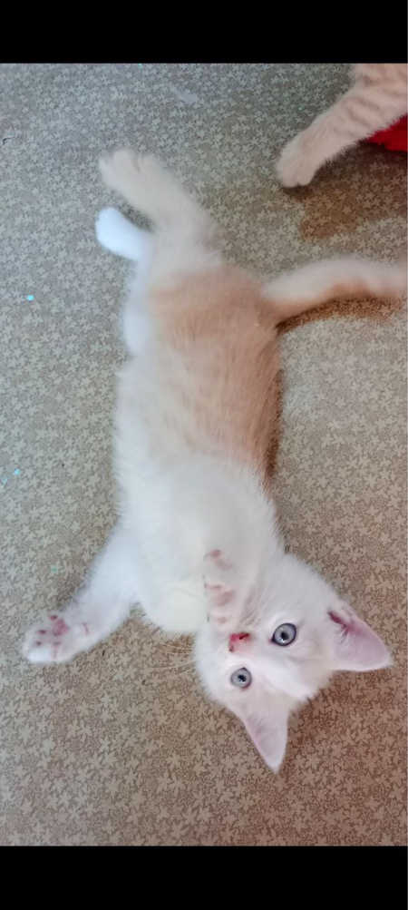 Продается котик