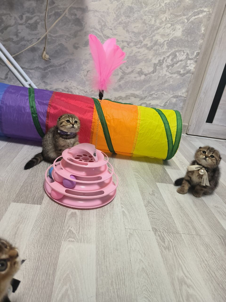Шикарные котята от правильной вязки