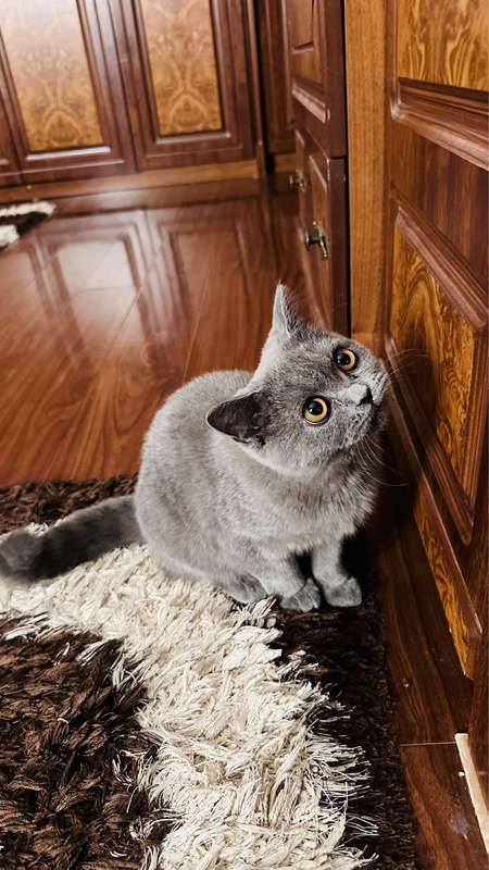 Scottish fold mushuk