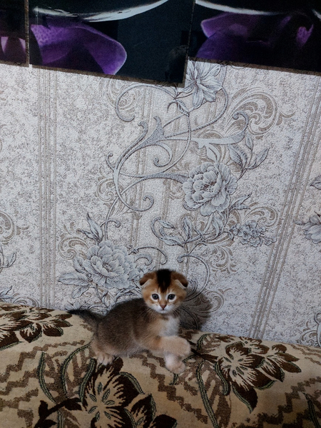 Продаются котята