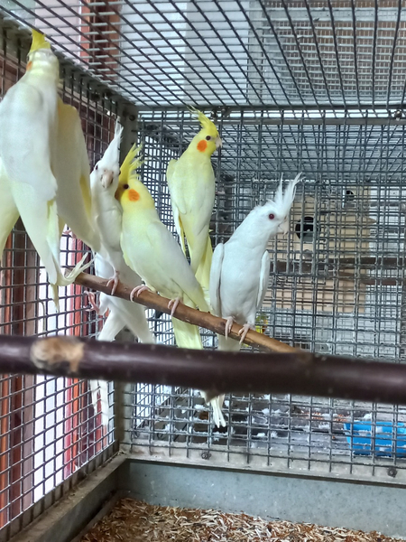 Продаются молодые дубайские кореллы