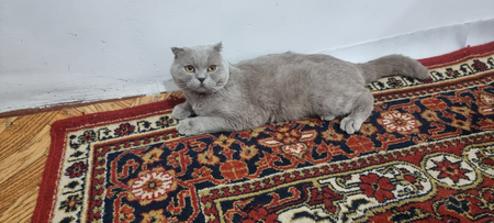 Продаётся пародистий кот
