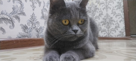 Вислоухие скотиш страйт.