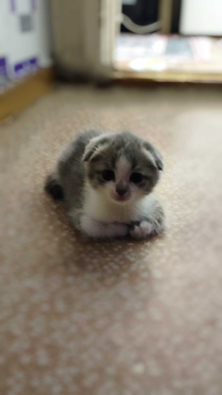 Продаются котята