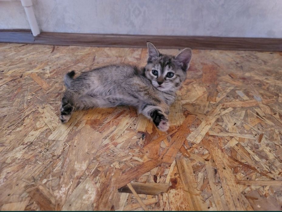 Котятя 2месячные