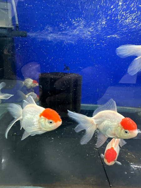 Akvarium va Baliqlar