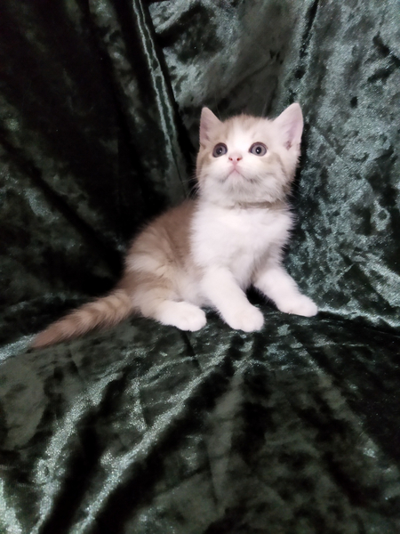 Продаются котята