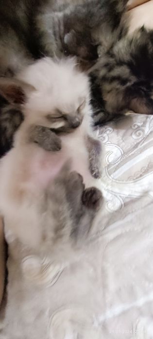 Котята мальчики от сиамской кошки