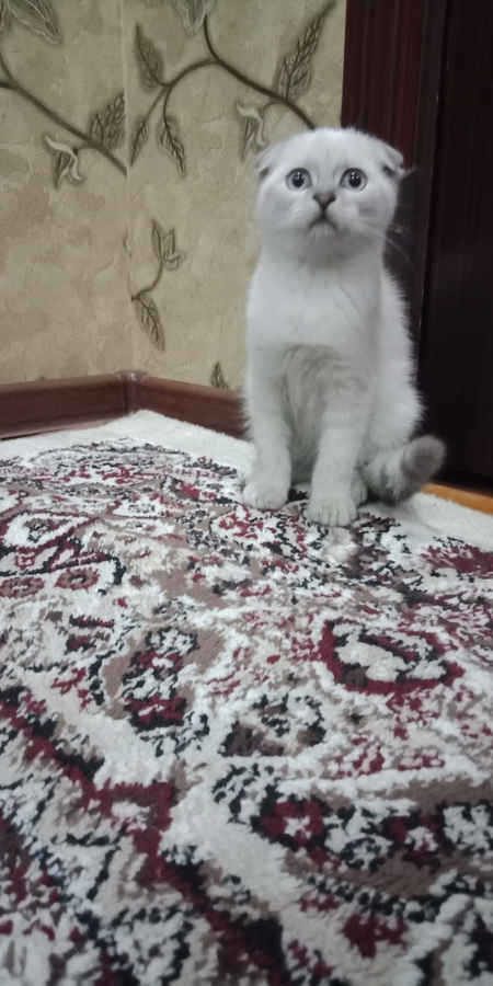 Продаются котята и кошка вислоухие