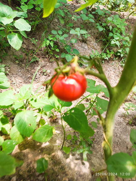 Pomidor lar yetkazib berish