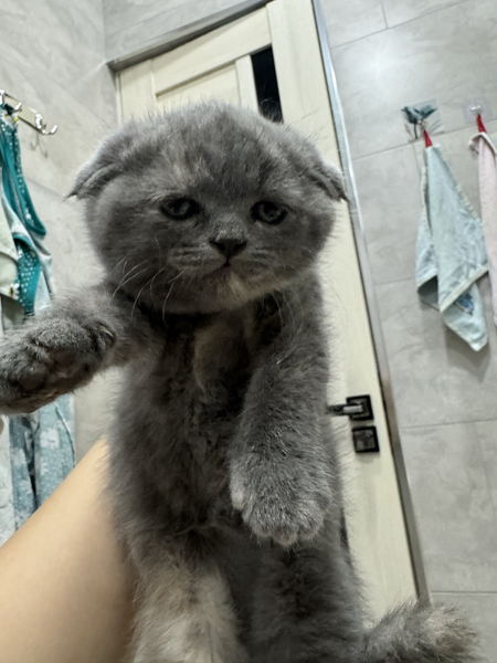 Продается вислоухий котенок девочка