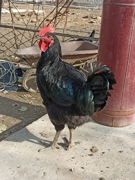 Qorashahzoda xoʻroz sotiladi