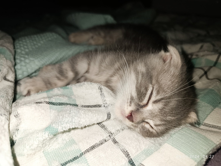 Продаются котята скотишь фолд