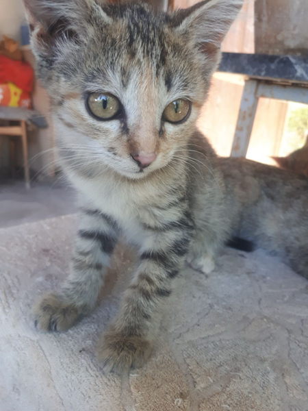 Котята Бесплатно