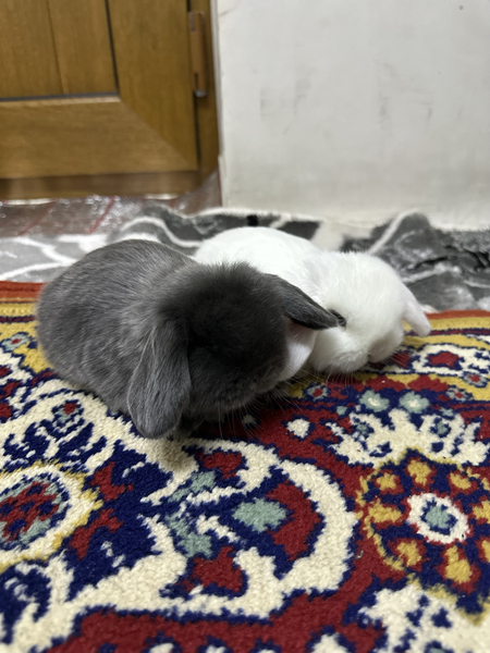 Karlikviy quyonlar turli xil ranglaridan bor kelishtirib beriladi