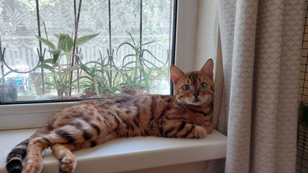 Бенгальская кошка