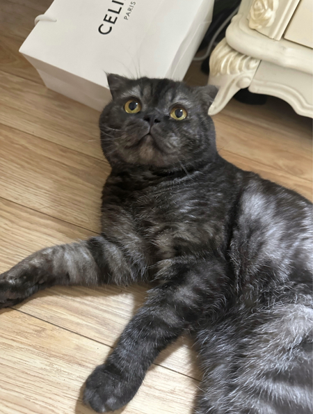 Вязкка шикарный кот