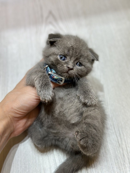 Котята шиншиллы страйт