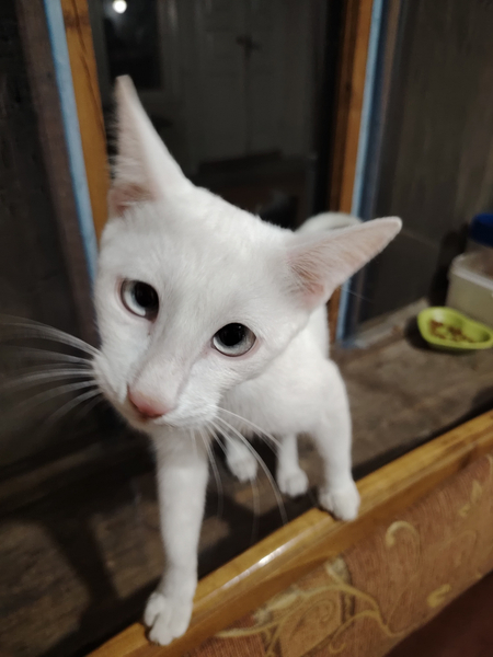 Продаётся милый котик.