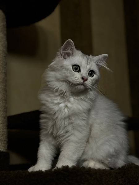 Котёнок британец