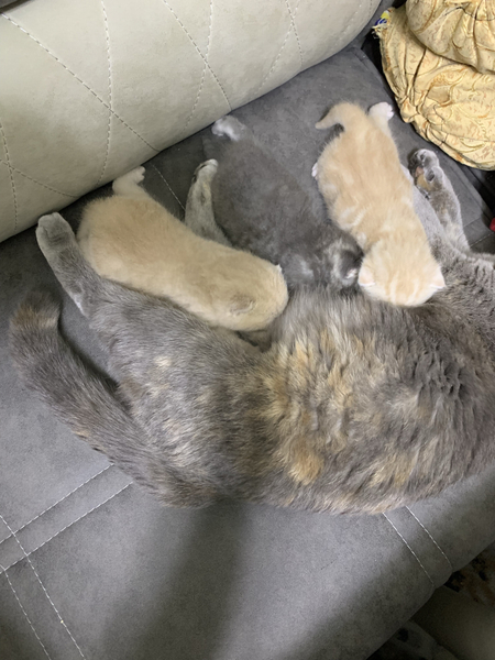Кошка скотш страйт
