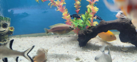 Akvarium baliqlari afrikanski sixlid