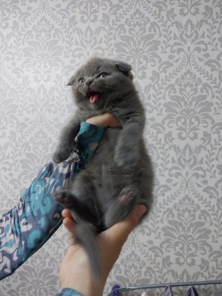 Продаётся кошка скотиш фолд