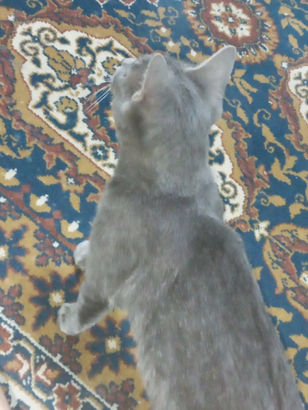 срочно продаётся кошка
