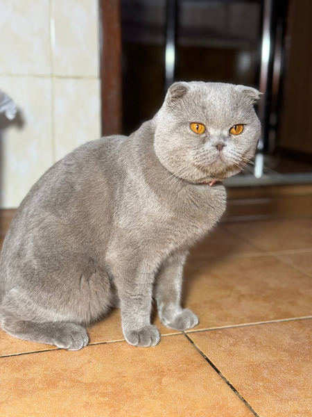 КОТ НА ВЯЗКУ!!!
Не продается!!!