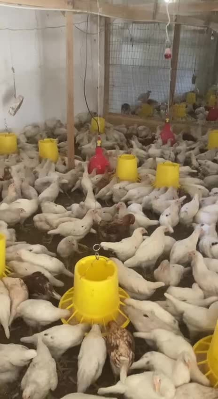 100kunlik loman sendi nesushka tovuqlari sotiladi firma abyom dona bor