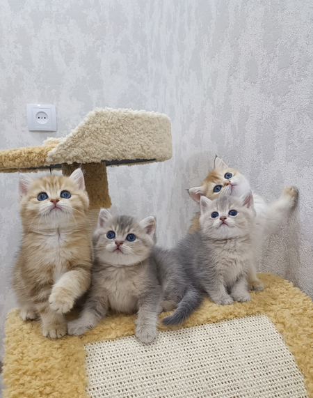 Британские Золотые малыши