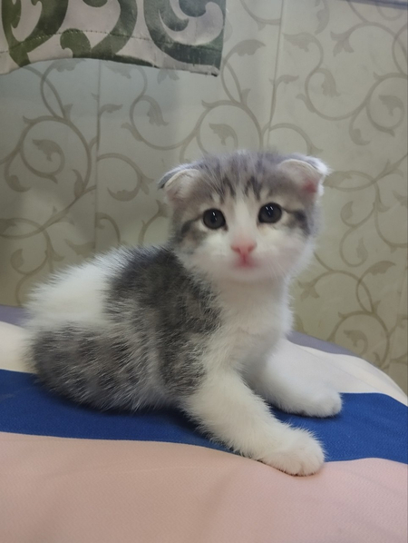 Продаётся котёнок