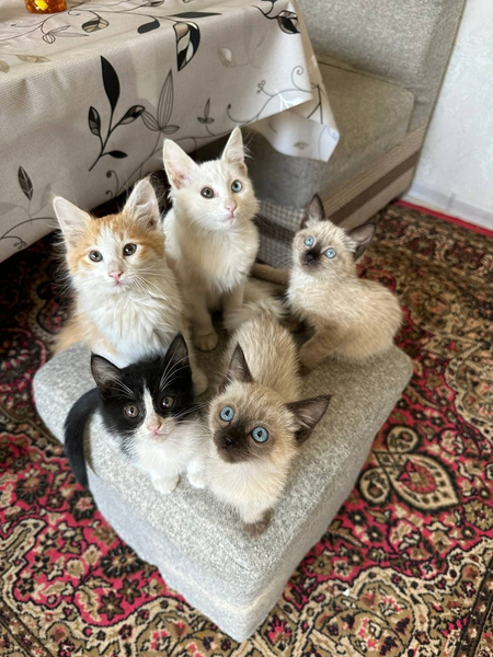 Продаётся котенок Скоттиш Страйт