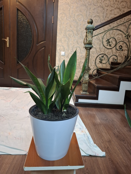 Sanseveriya ochen krasivaya, poleznaya, neprihotlivaya, komn rasteniya