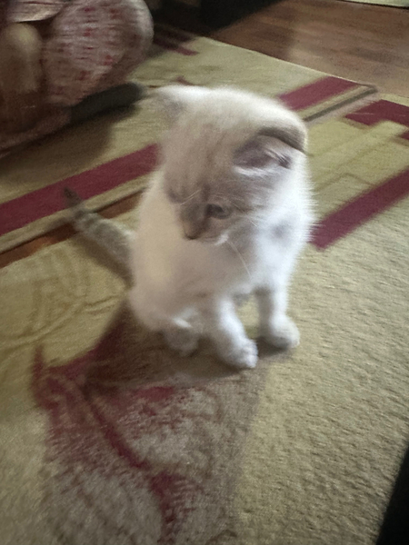 Скотш Фолд котята