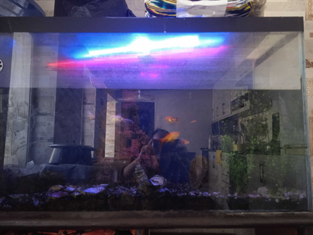 Akvarium sotiladi ichidagilari bn