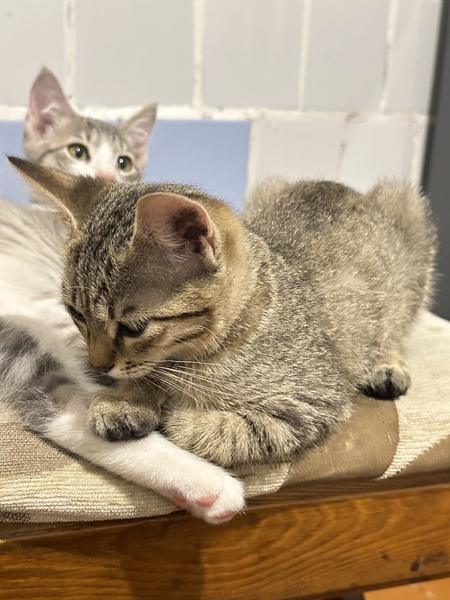 Котята игривые, любят людей