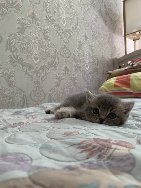 Котята скотиш страйд и скотиш фолд (торг есть)