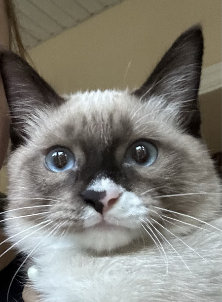 Продается сиамский котик