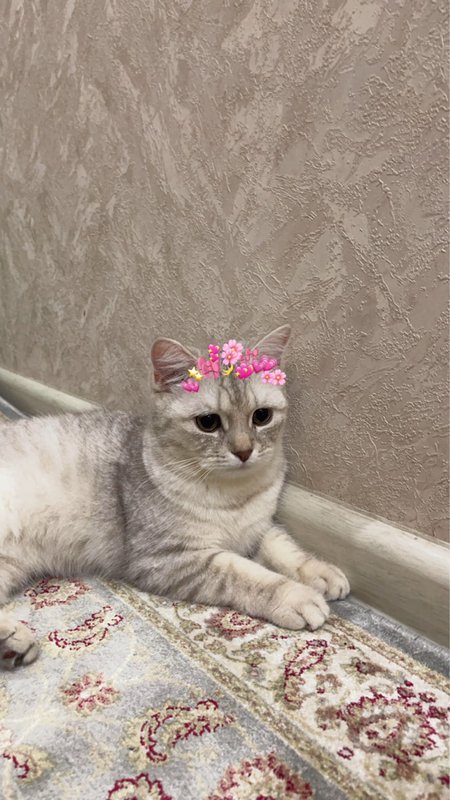 Продается Скоттиш Страйт серебристая шиншилла