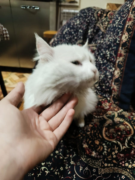 Stolga chiqmaydigan Qolga Orgatilgan mushuk