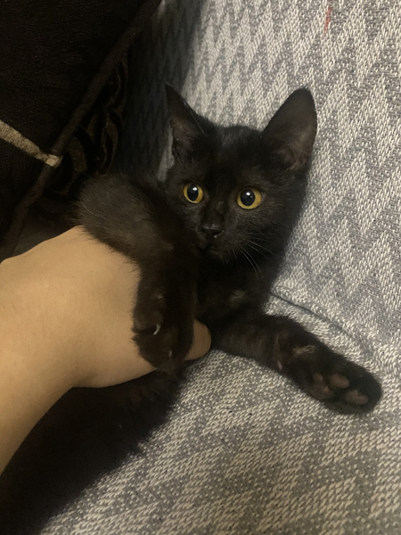 Котёнок черный девочка
