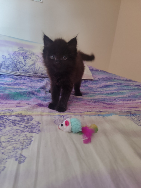 Котёночек + игрушечная мышка