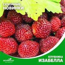 ИЗАБЕЛЛА қлупнай кўчатлари (клубника)қулупнай